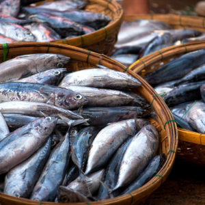 The Effects of Overfishing on Ocean Ecosystems - EcoMarines Foundation